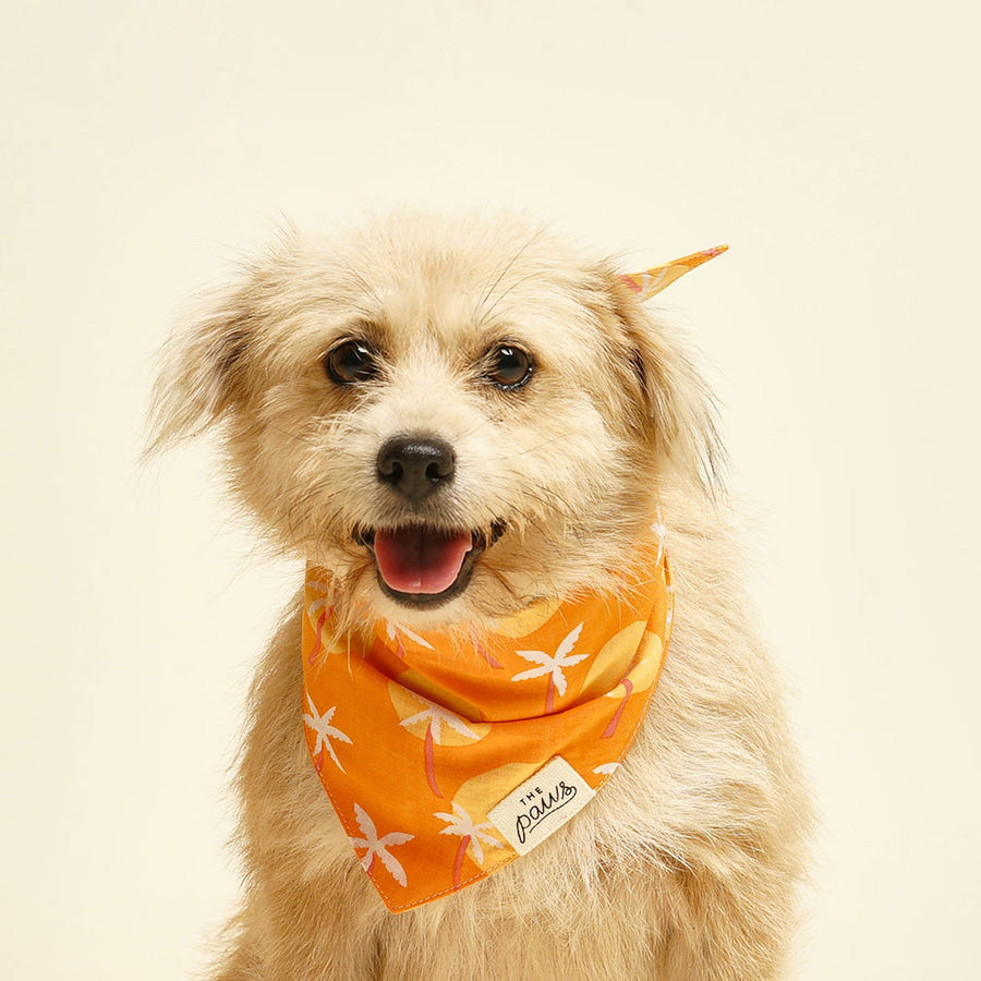 All Bandanas – The Paws